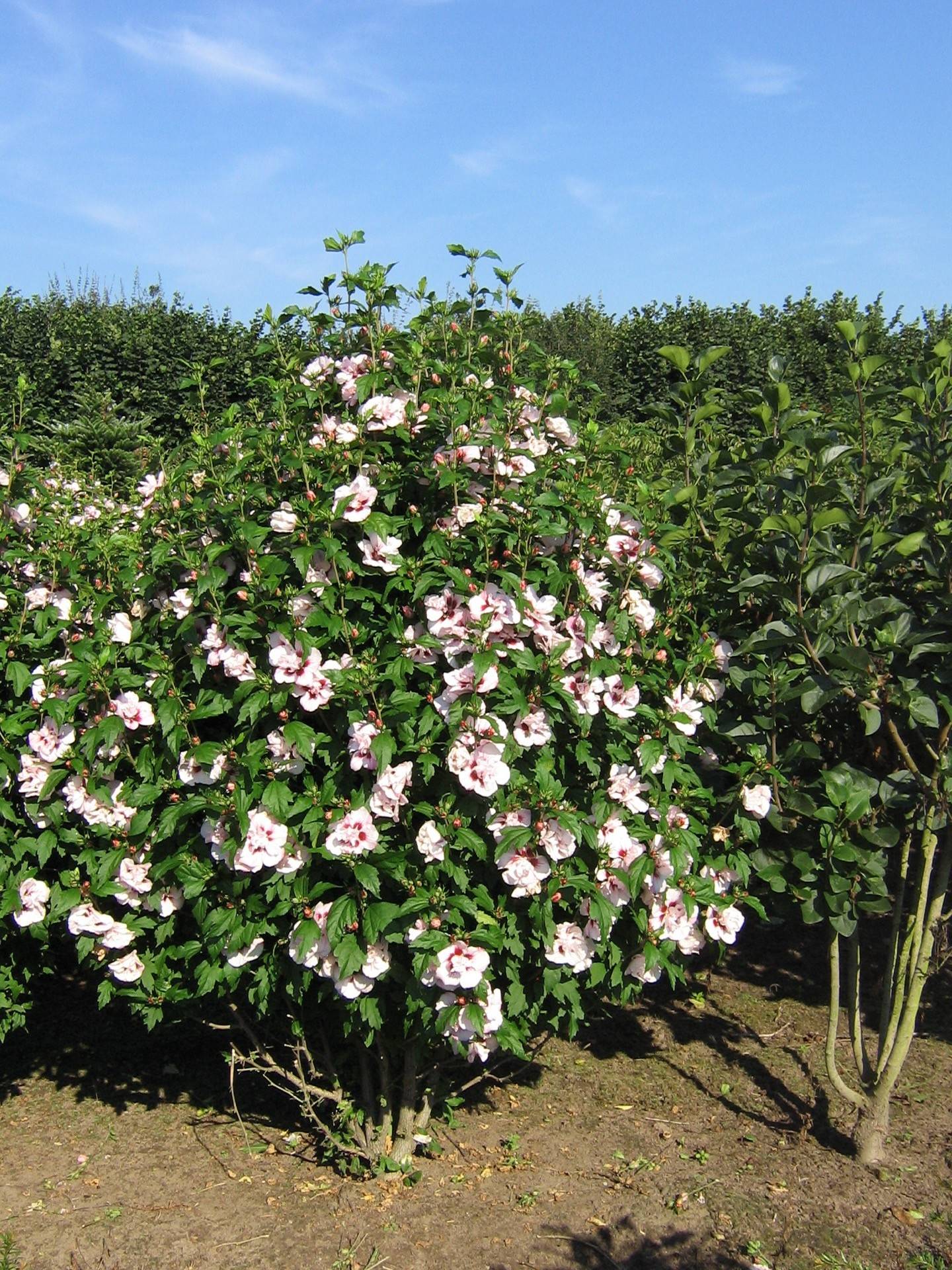 Mályvacserje Hibiscus syriacus ’Lady Stanley’ – Cédruskert Faiskola