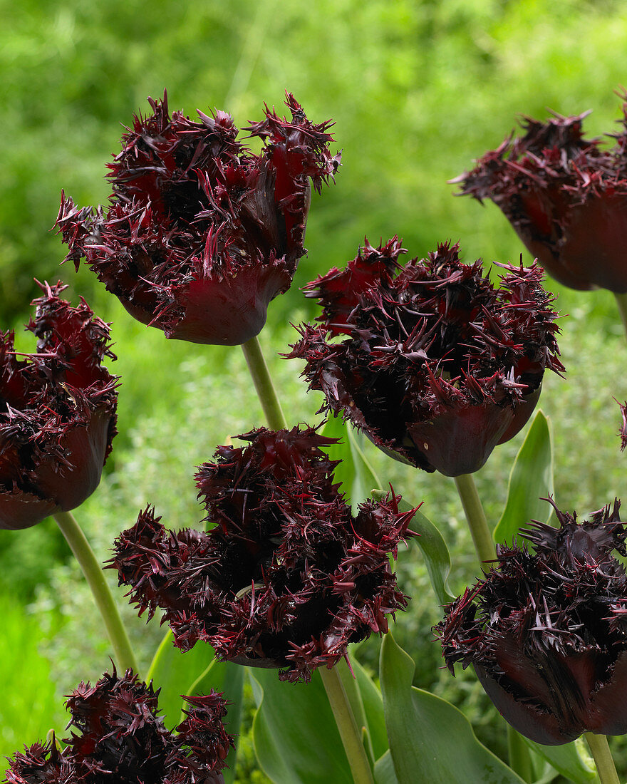 Tulipán Tulipa ‘Labrador’ – Cédruskert Faiskola