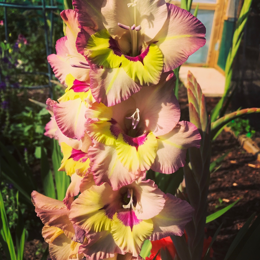 Kardvirág Gladiolus ‘Sapporo’ – Cédruskert Faiskola