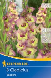 Kardvirág Gladiolus ‘Sapporo’ – Cédruskert Faiskola